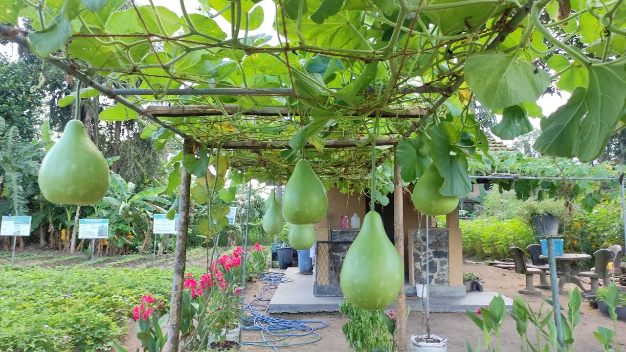 Labuduwa Farm - YouTube