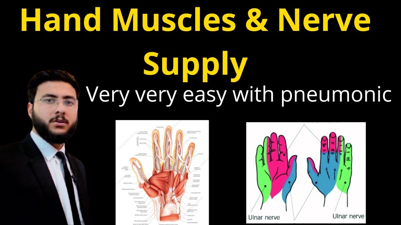 Hand Muscles and its Nerve Supply l Thenar l Hypothenar l interosseous ...