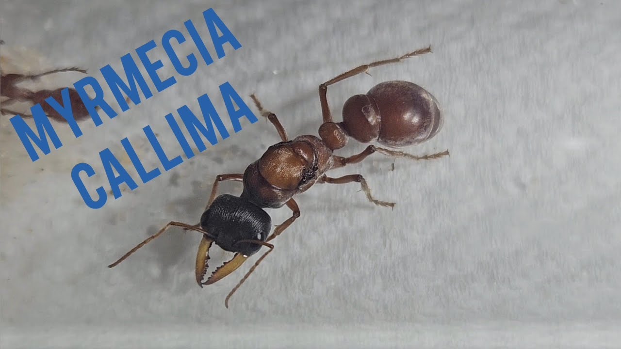 Myrmecia callima, RARE Bullant species. - YouTube