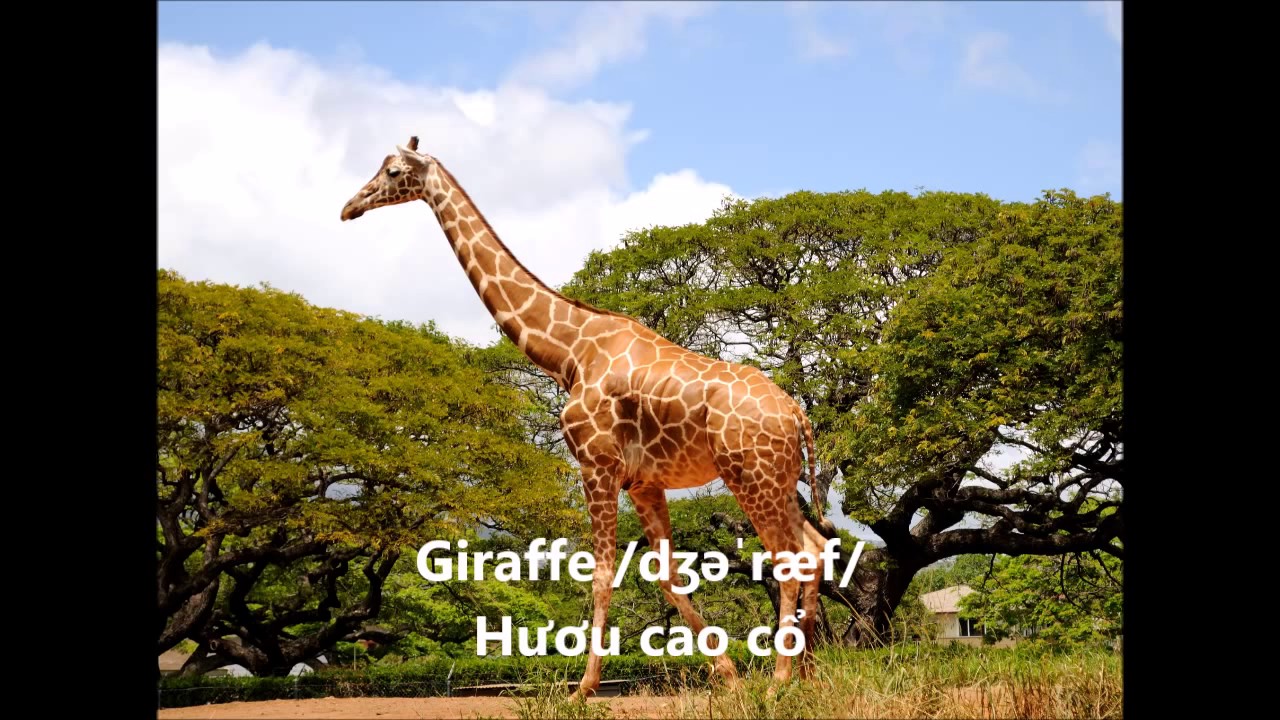 Phát âm - con hươu cao cổ - YouTube