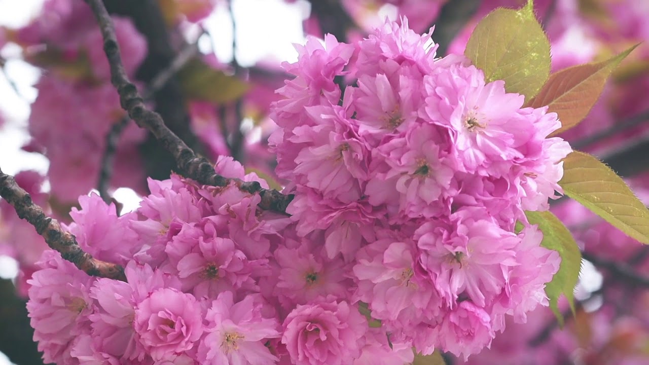 Colorful Sirsa - YouTube