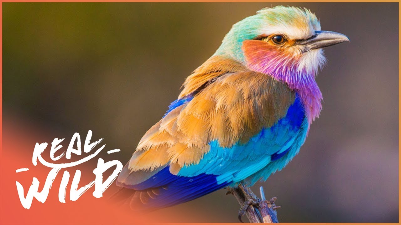 The Birds Of Botswana | Botswana's Animal Kingdoms - YouTube