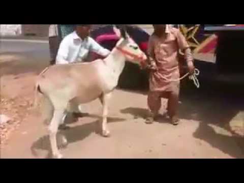Loading of Donkey on bus - YouTube