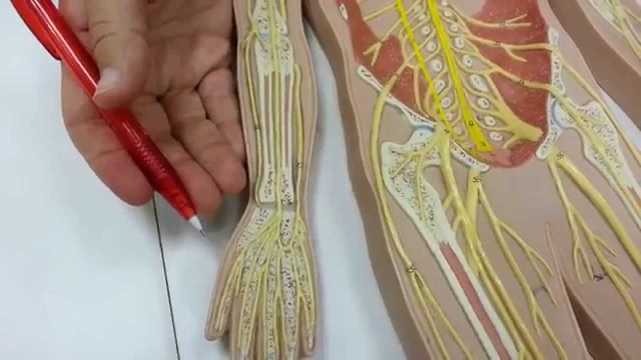 Parte 3: Nervo radial - YouTube