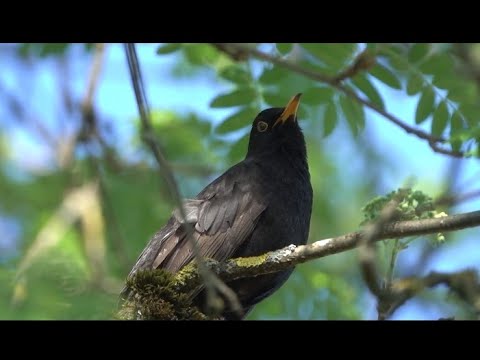 black bird yg cakep swara nx