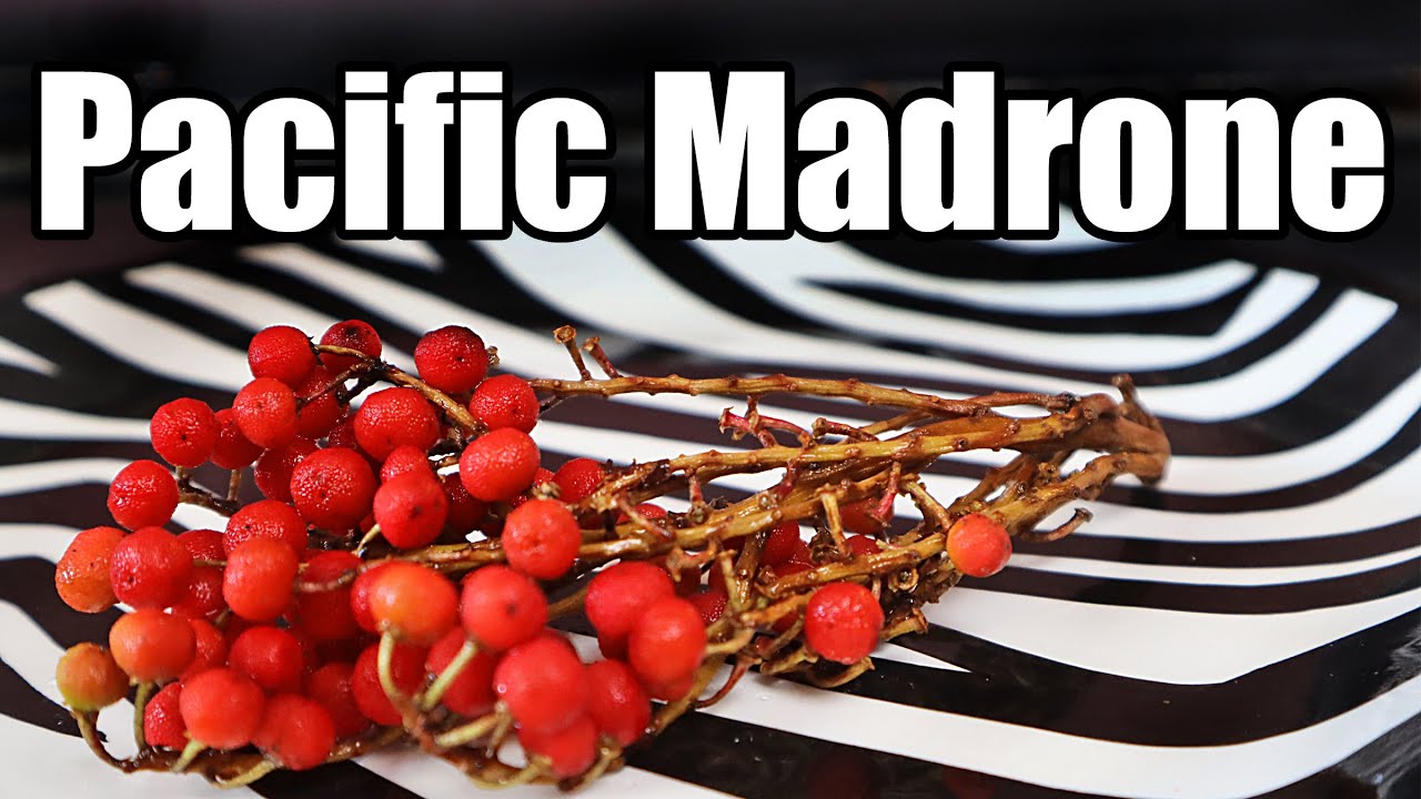 Pacific Madrone (Arbutus menziesii): Trying a Native Fruit Raw & as ...