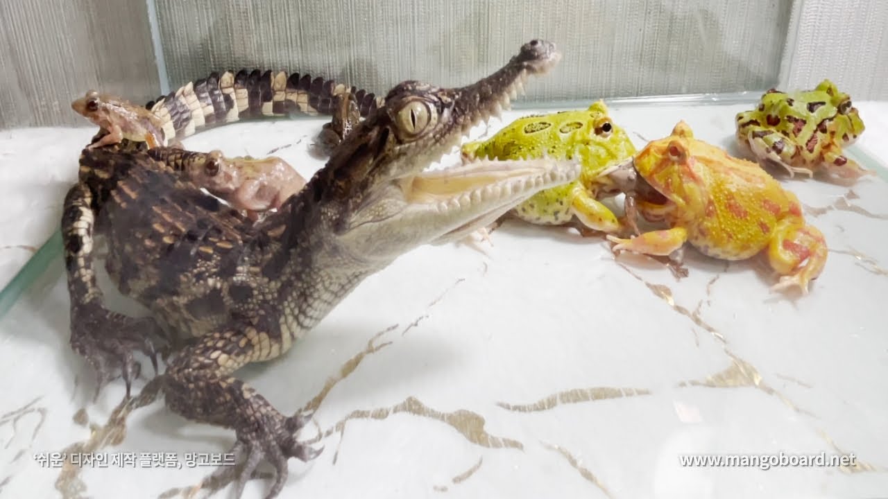 Crocodile and frog 【WARNING LIVE FEEDING】 - YouTube