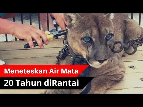 MENGHARUKAN.!! Singa Gunung Ini Menangis Saat Terlepas Dari Belenggu Rantai