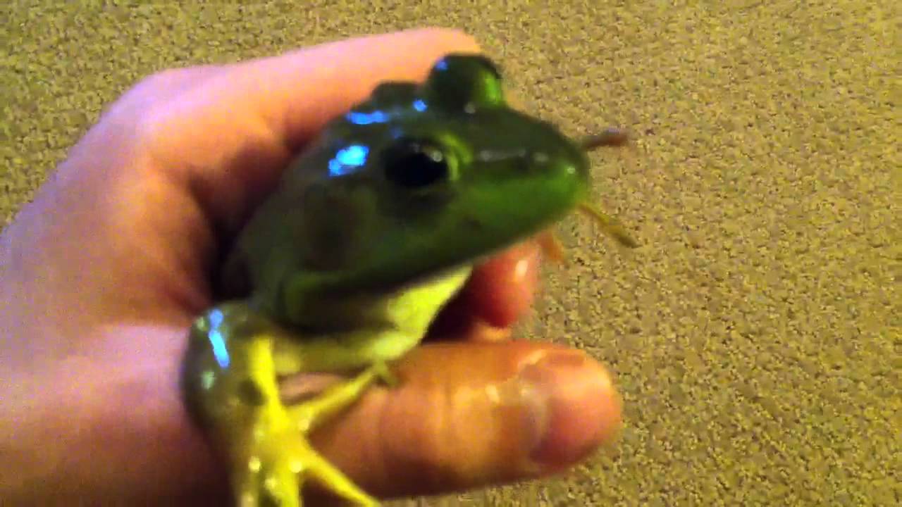 American bullfrog distress call - YouTube