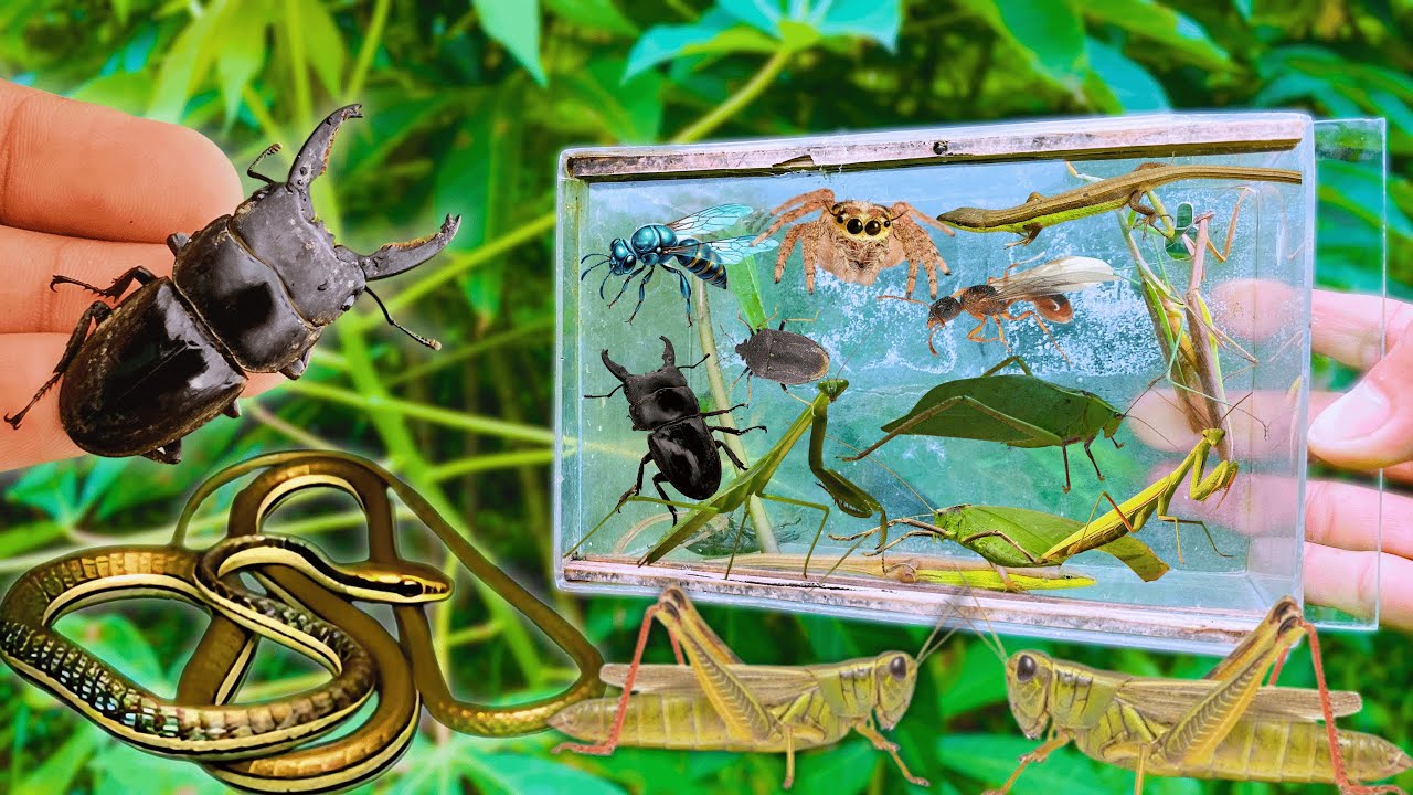 Hunting TOP leaf Insects in Backyard - YouTube