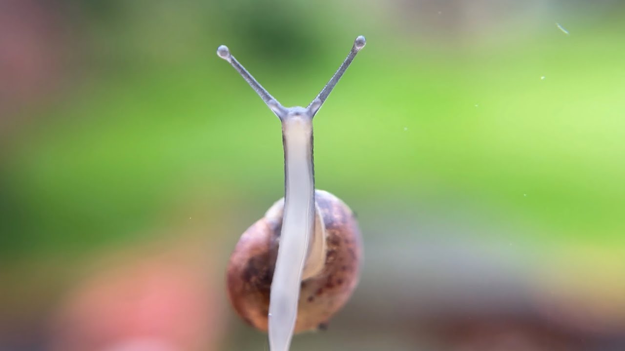 little snail - YouTube