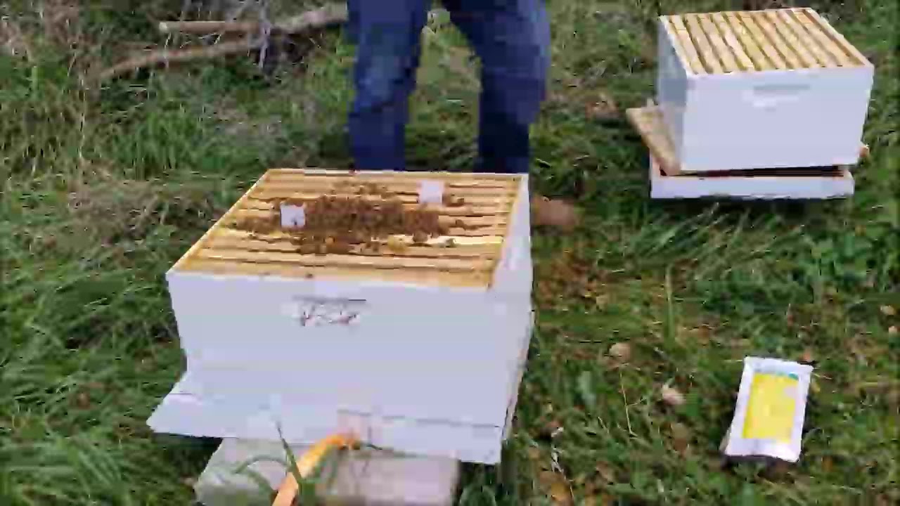 Winterizing Bees - YouTube