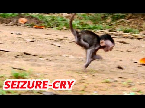 JINX EXTREMELY CRY TILL SEIZURE...!! Angry mum leave Jinx cry hard ...