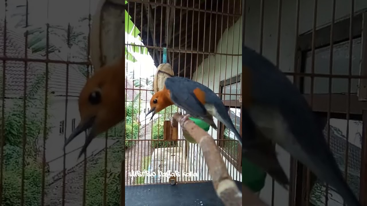 anis mera teler doyong!!smw - YouTube