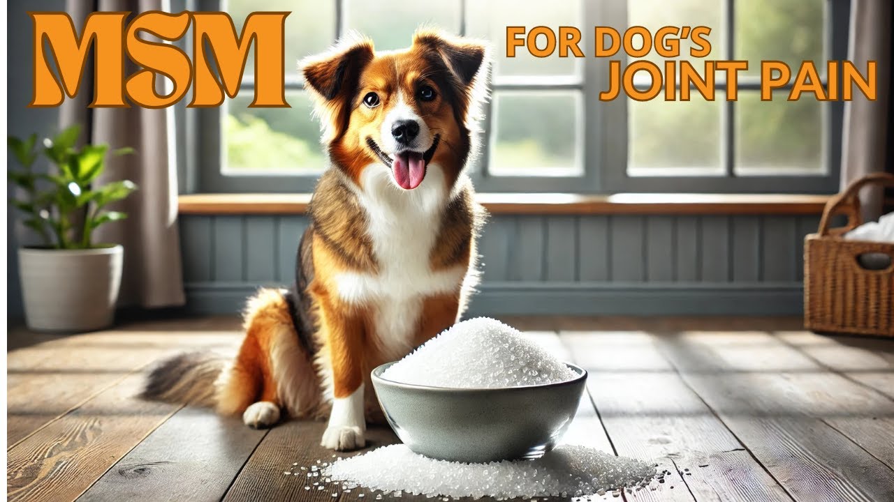 Joint Pain in Dogs? MSM Could Be the Solution - YouTube