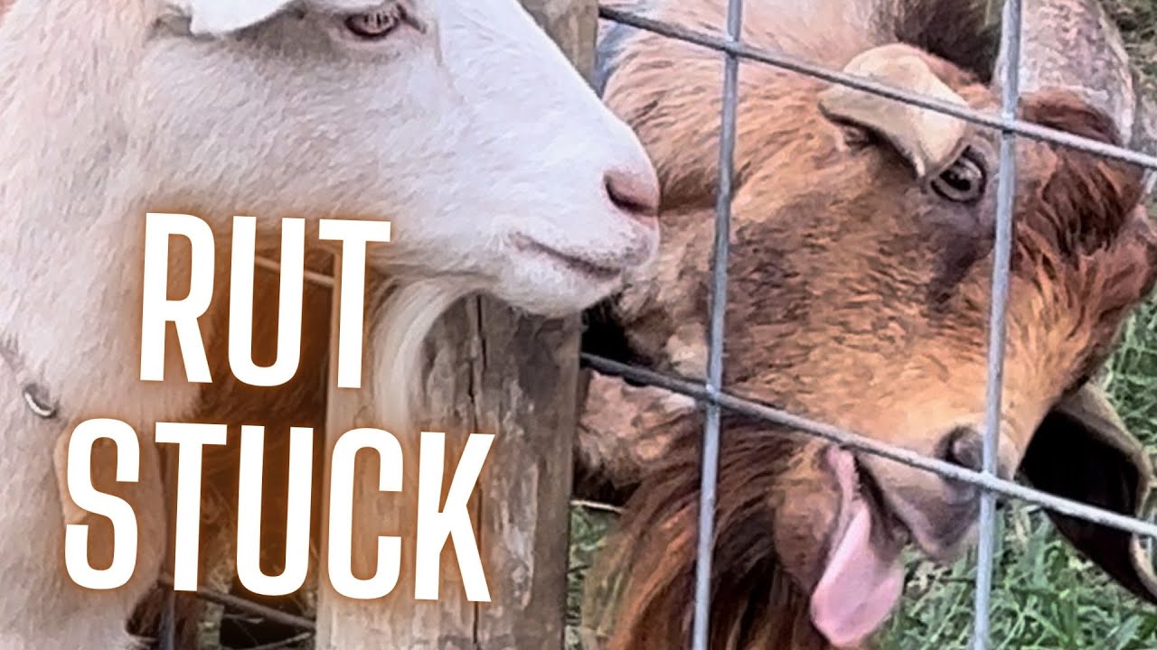 Goat in Rut - YouTube