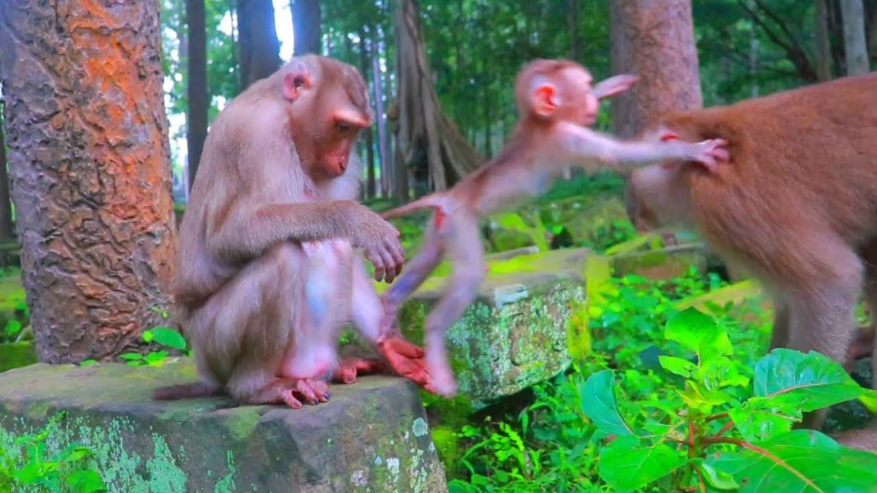 What's the REAL Reason Monkeys Are So Intelligent? - YouTube