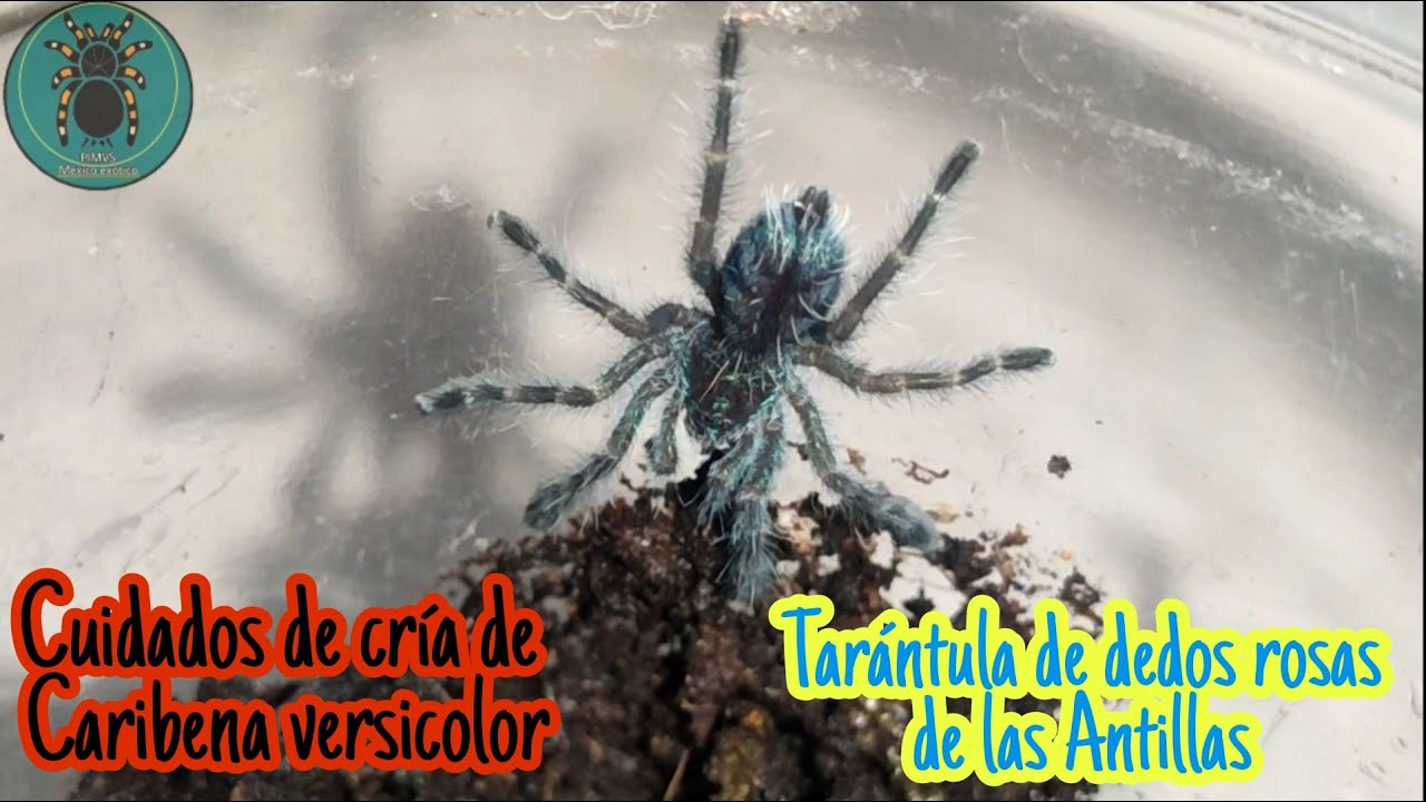 Cuidados de cría de tarántula Caribena versicolor | México exótico ...
