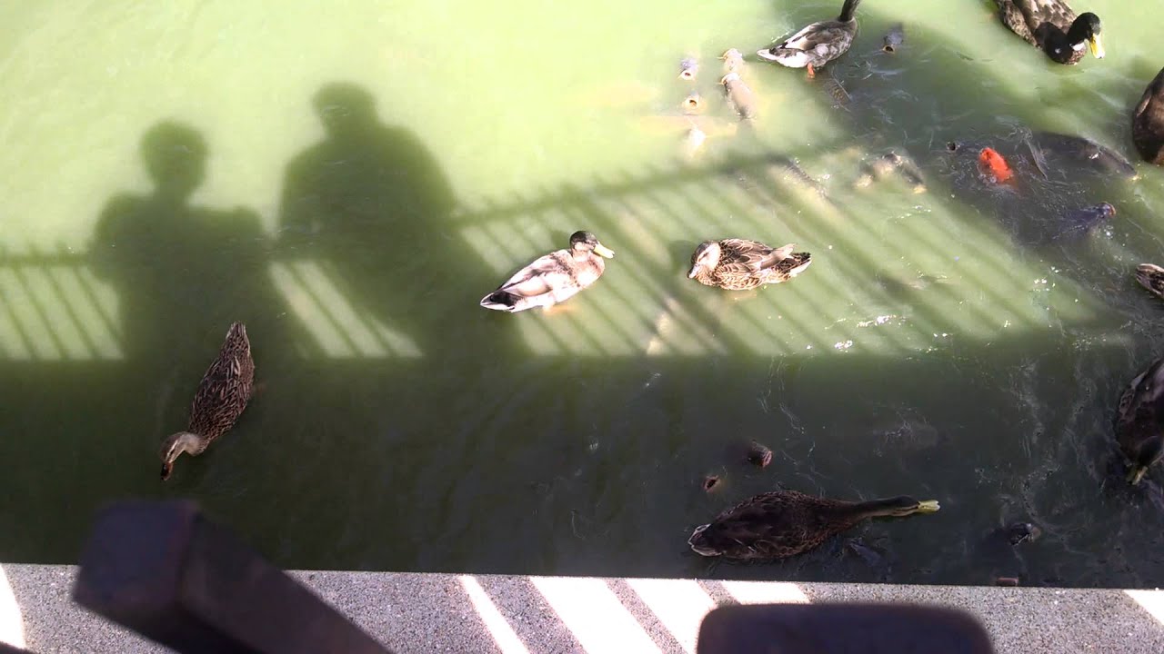 Worthless fish - YouTube