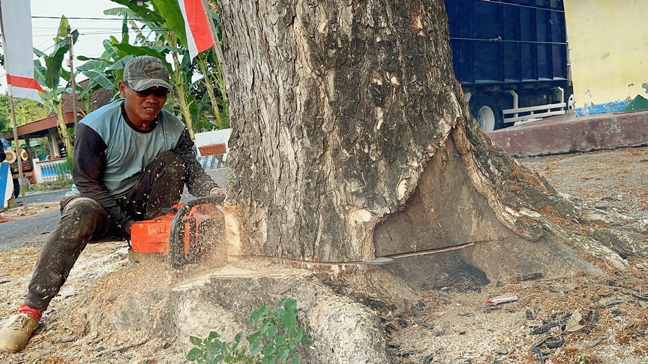 Cut down a trembesi tree on the side of the village road. - YouTube