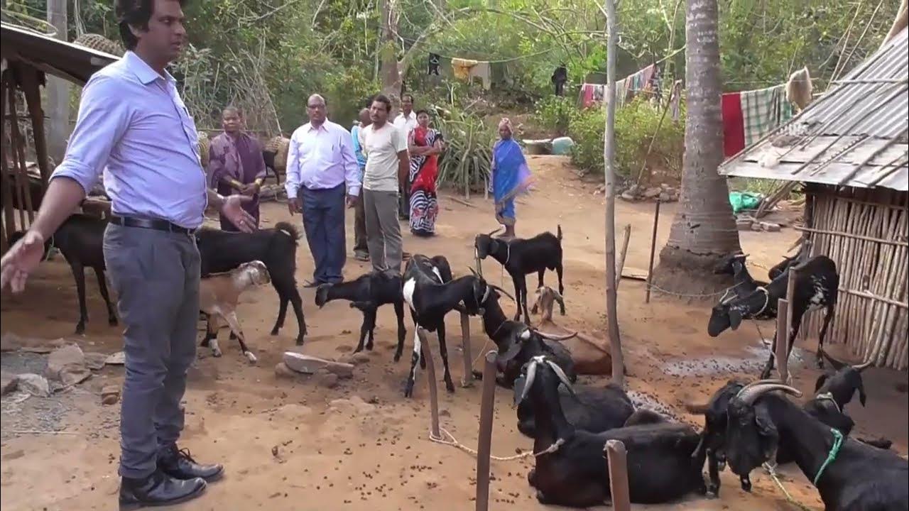 Project geef een geit. - YouTube