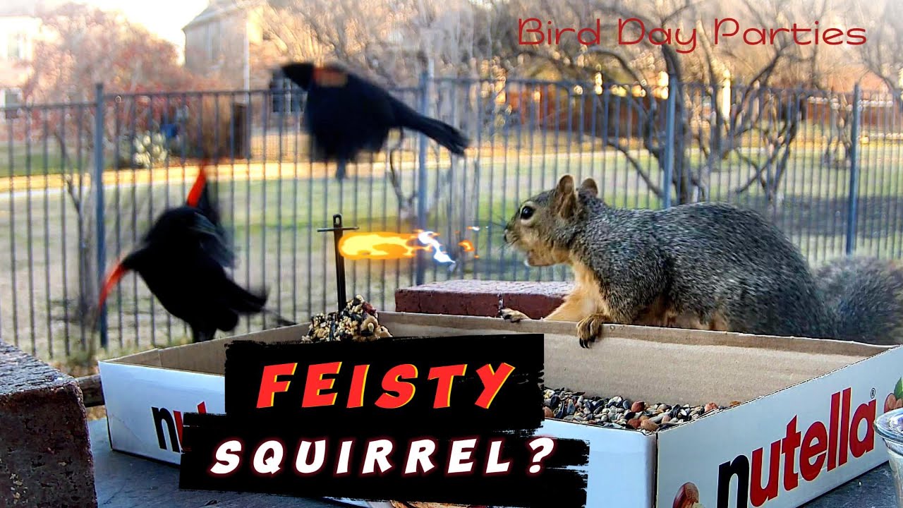 Ultimate Face-Off: Blackbirds vs Squirrel Battle - YouTube