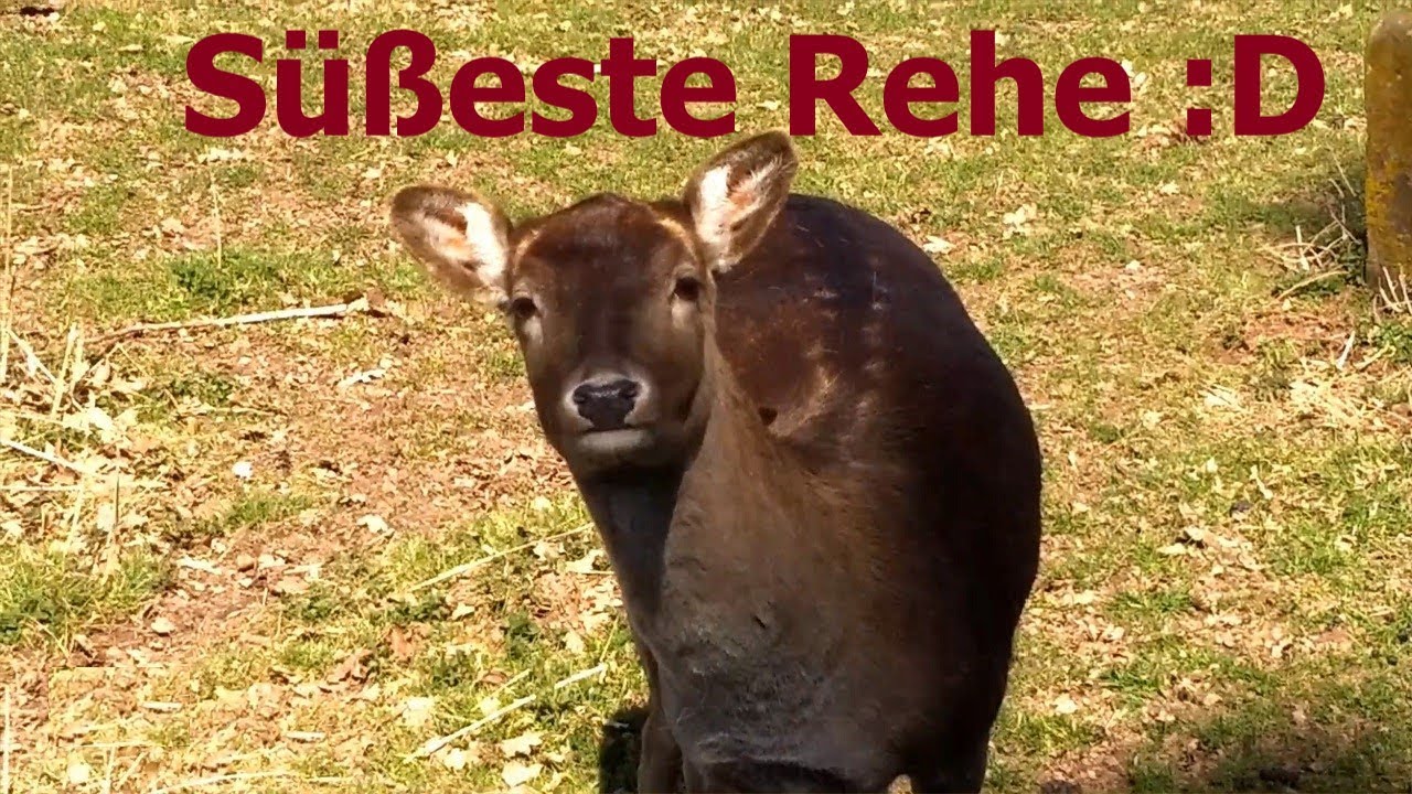 SÜßE REHE Schmatzen beim Essen :D - lustige Tiere (Cute Animals ...