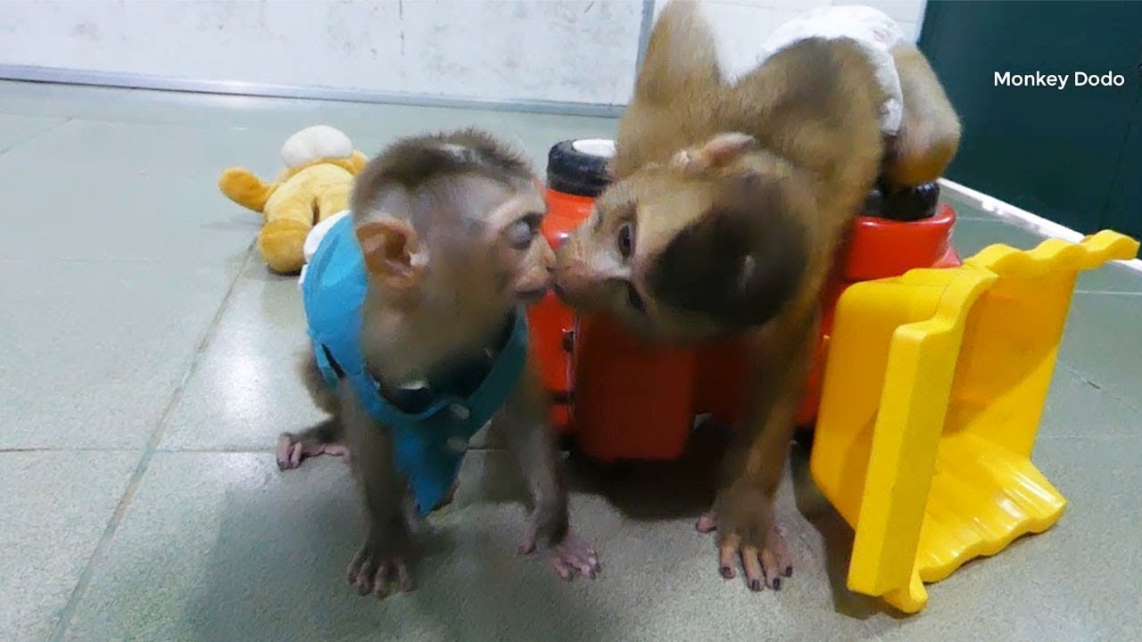 Wow Amazing Dodo Very Sweet Kiss Tiny Donal - YouTube