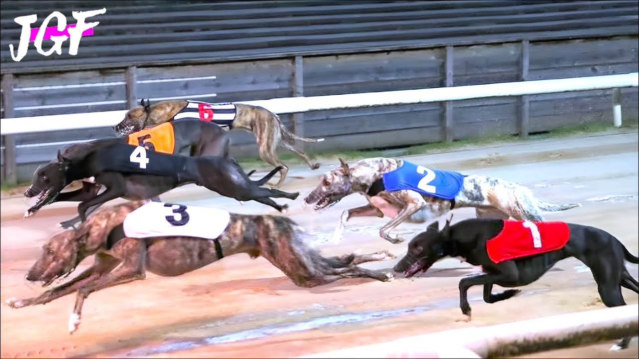 🏁 Champions Greyhound - The Fastest Dogs on the Track 🏁 - YouTube