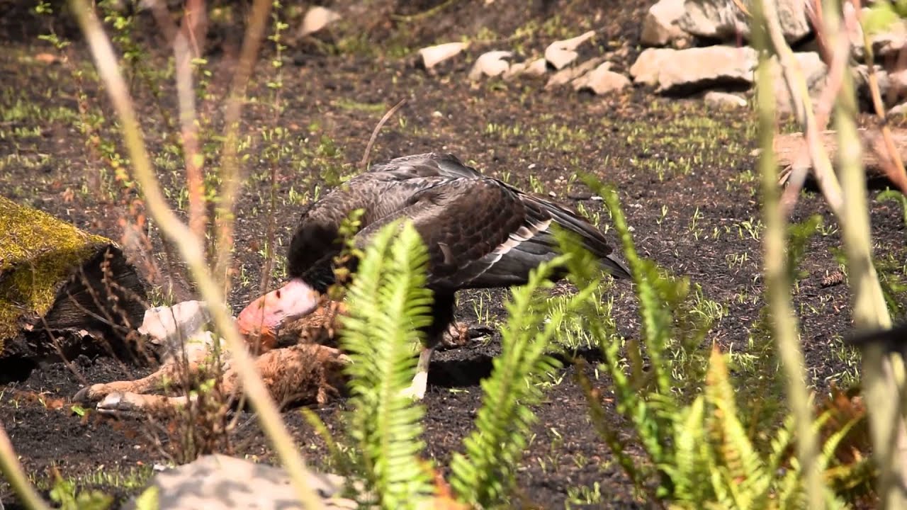 California Condor Feeding II - YouTube