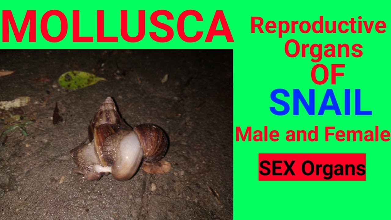 #MOLLUSCA | reproductive organs of snail 🐌 #sexorgans - YouTube