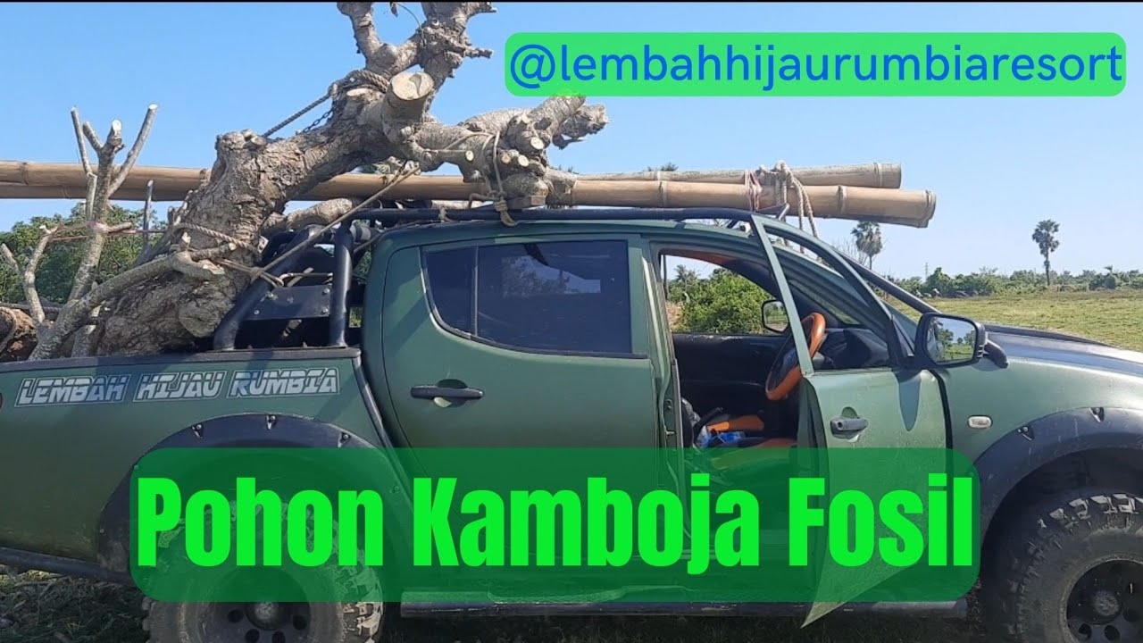 Dongkel Kamboja fosil meliuk - YouTube