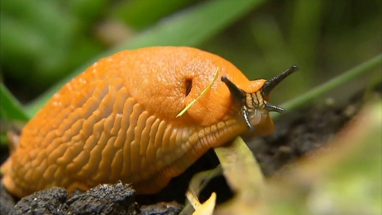 Top 3 limaces - YouTube