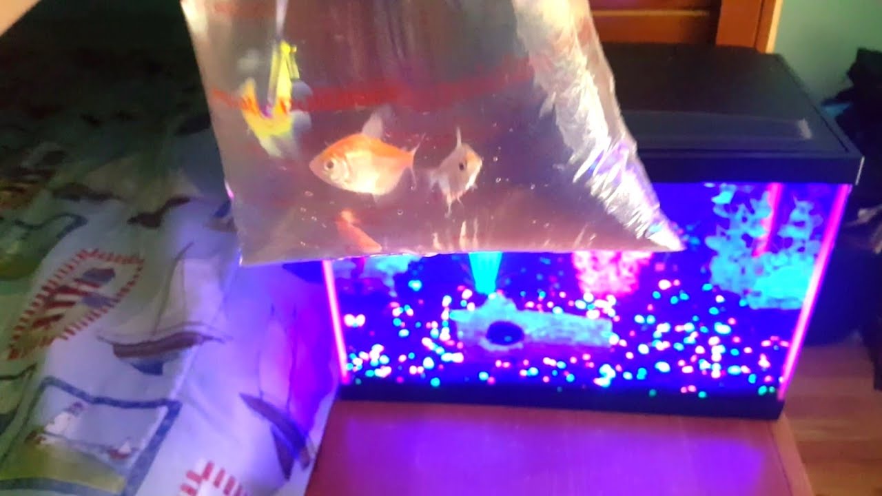 GETTING GLO-FISH FOR MY GLO-FISH TANK - YouTube