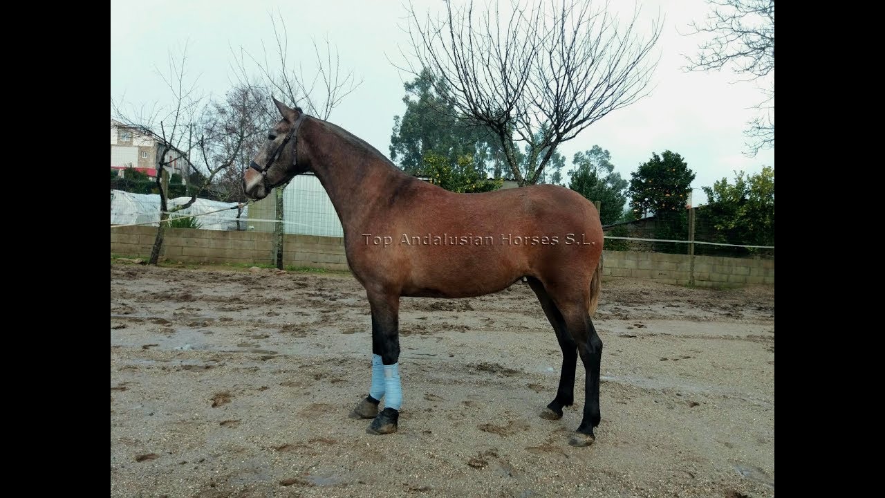 POTRA [ PURA RAZA ESPAÑOLA ] DE MUCHA CALIDAD PARA CONCURSO MORFOLÓGICO ...