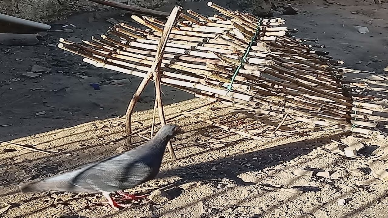 Pegando pombo ao vivo na armadilha arapuca de madeira - YouTube