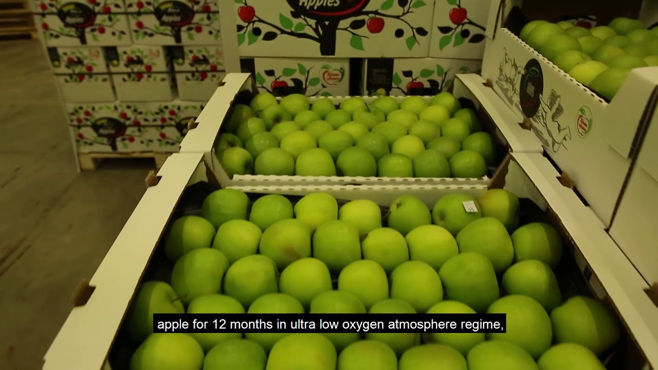 Atos Fructum - YouTube