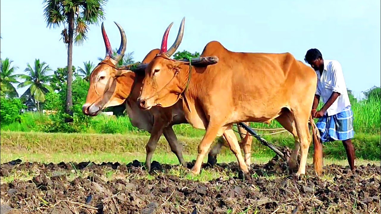 Bull Plowing The Field | Plowing With Bulls | Bullock Plowing Videos ...