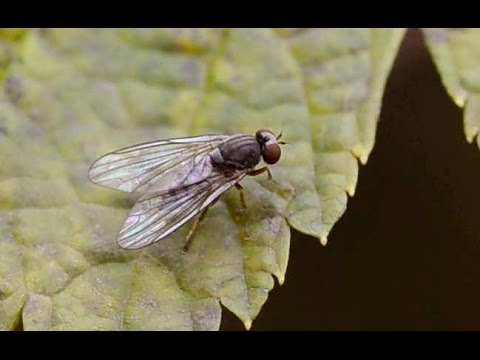 Grijze honingzwambreedvoet Protoclythia modesta - YouTube