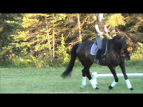 Dressage Training August