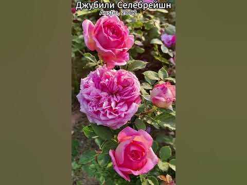 Роза Джубили Селебрейшн в продаже! 29.08.23 - YouTube
