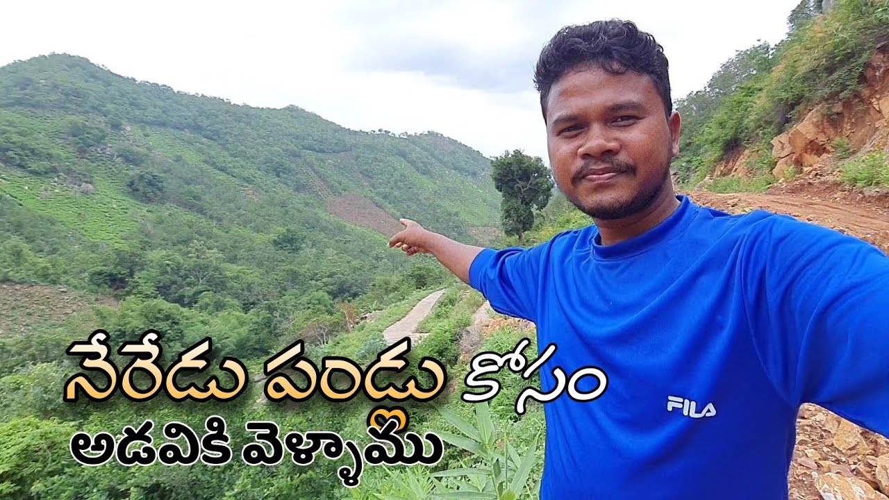 Wild Jamun Fruit_These fruits are good for health|అడవి నేరేడు పండ్లు ...