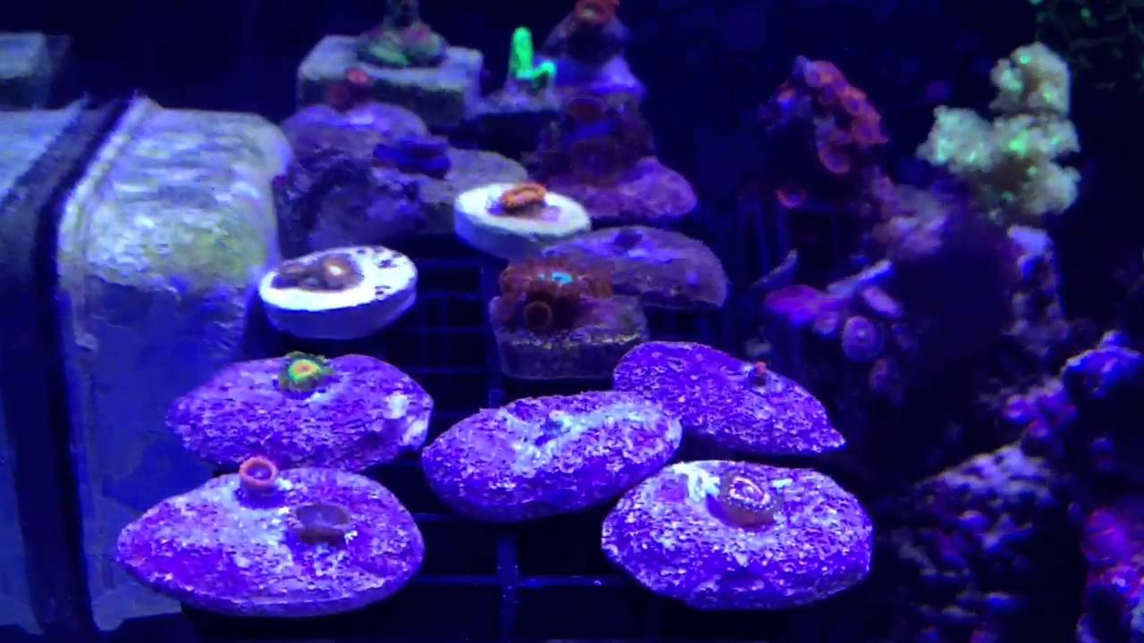 Red Sea max 130 6 months Old - YouTube