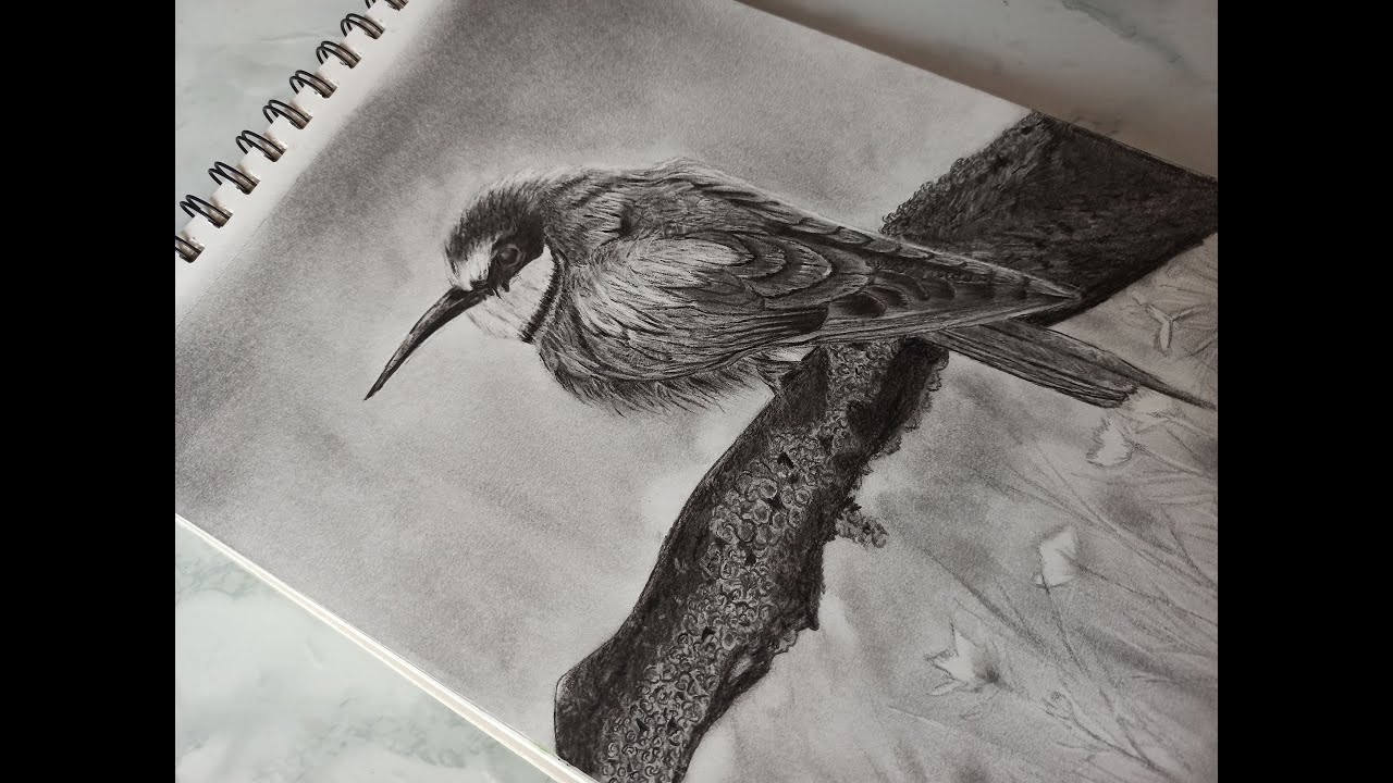 How To Draw Hyper Realistic Bird Sketch For Beginners| Step By Step ...