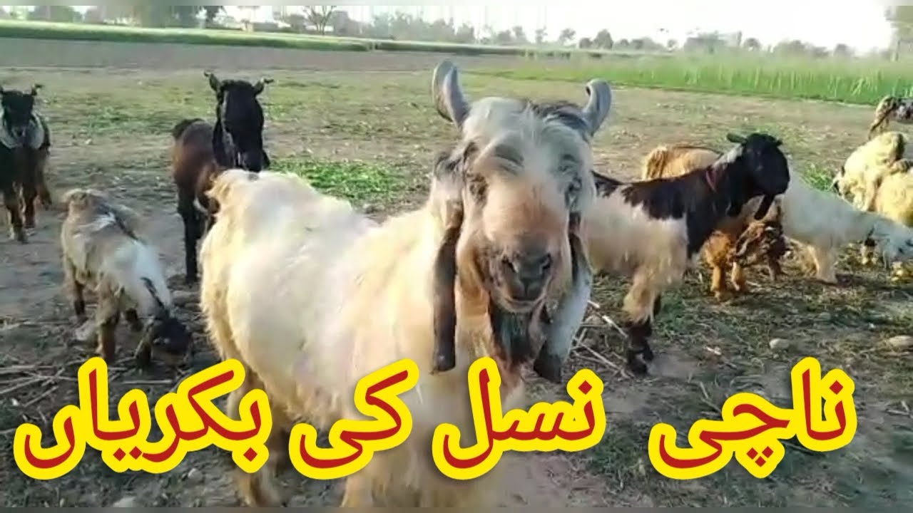 Nachi Goats | Beautifull Goats In Village Pakistan - YouTube
