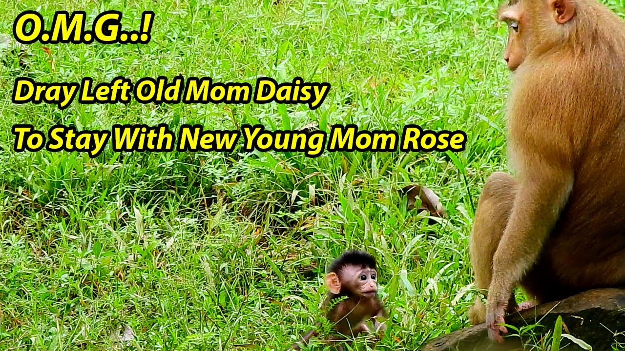 1M Wild Life | NEW UPDATE_DAISY MONKEY`S FAMILY #DSCN9441 - YouTube