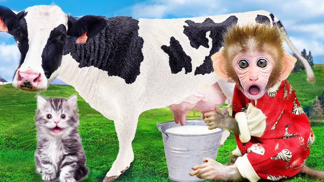 Baby Monkey Bon Bon milks cows on the farm | Animals Home Monkey - YouTube