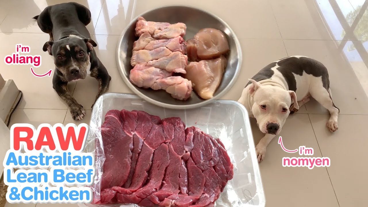 Pit Bulls eat RAW Australian lean beef, chicken breast & chicken upper ...