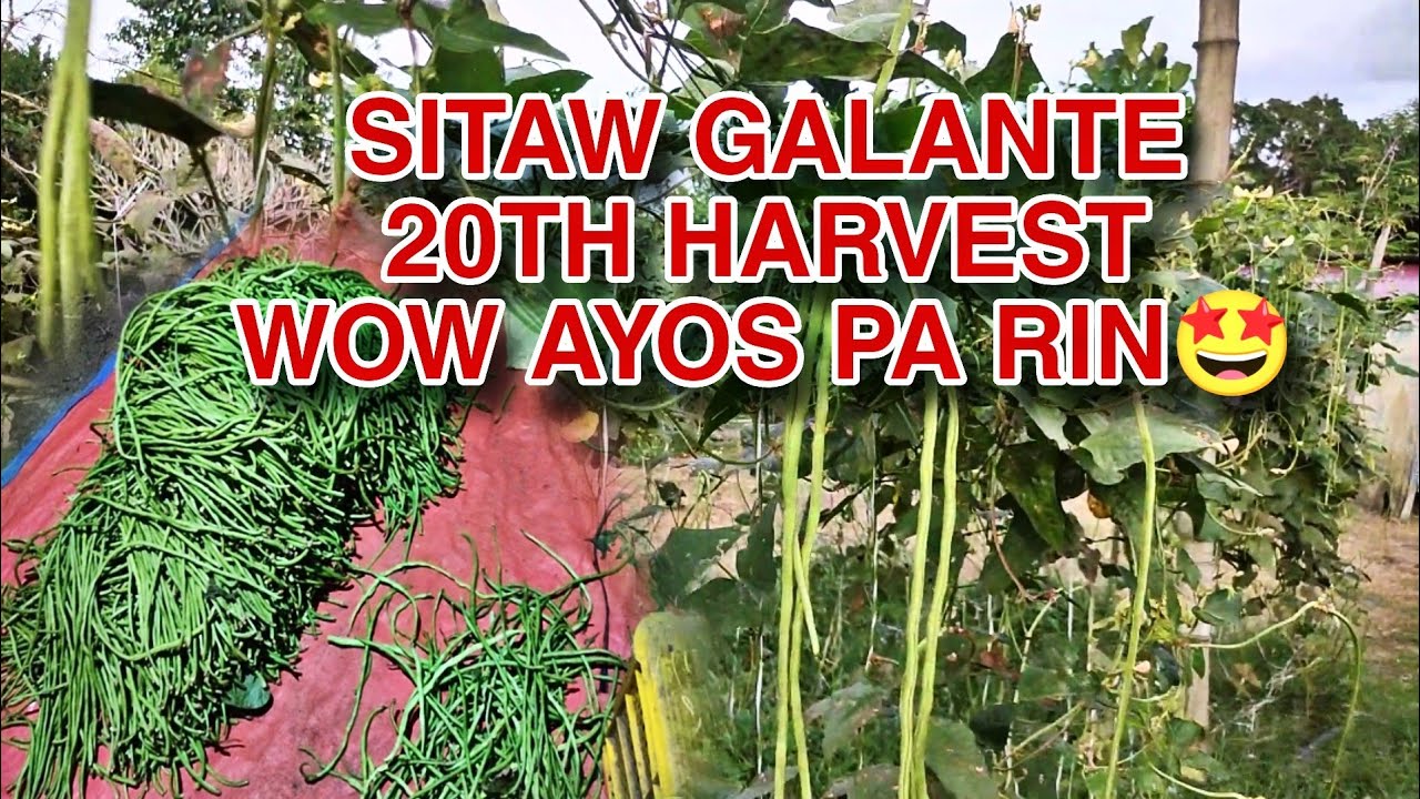 SITAW GALANTE 20TH HARVEST🤩🥰 #farming #harvest - YouTube