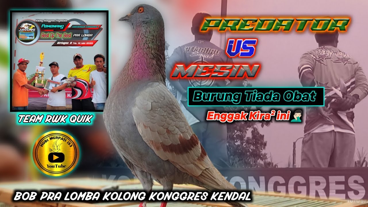 FINAL‼️MERPATI MESIN SPRIN GILAK GAK KIRA²INI BOB LAPAK KONGGRES ...